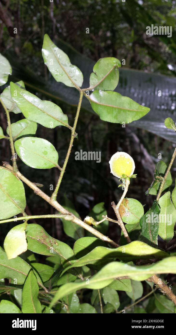 soapberry family (Sapindaceae Stock Photo - Alamy