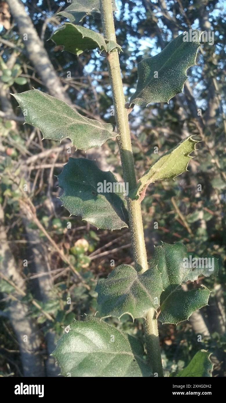 coast live oak (Quercus agrifolia Stock Photo - Alamy