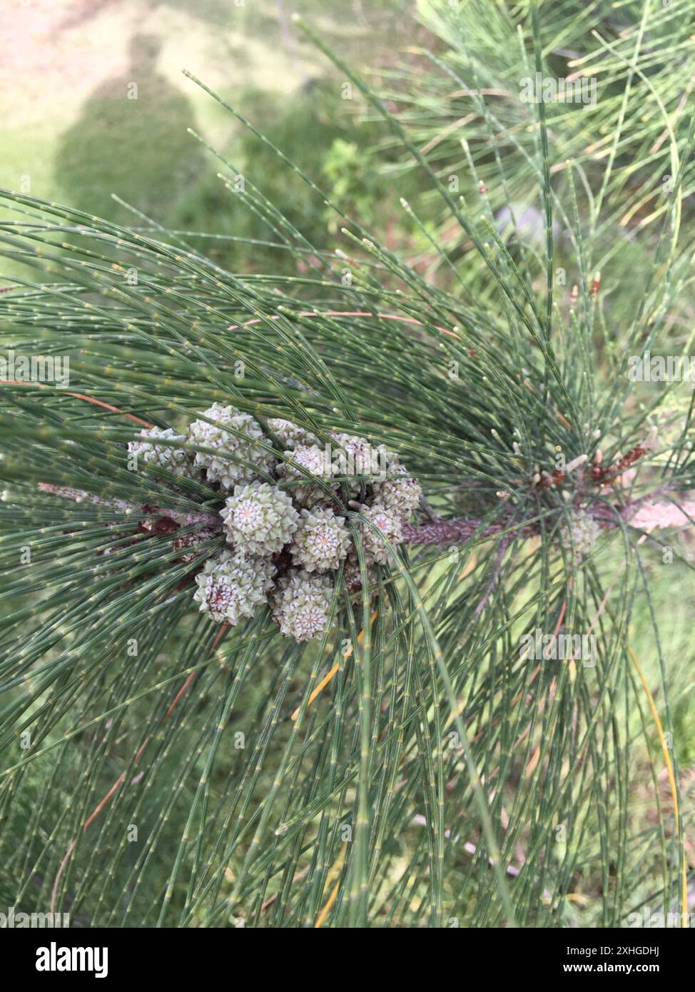 Beach Sheoak (Casuarina equisetifolia Stock Photo - Alamy
