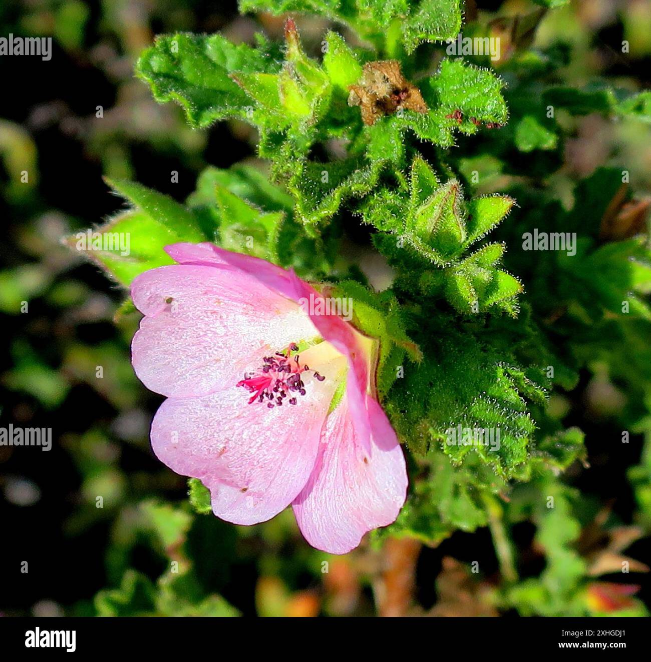 Sandrose Mallow (Anisodontea scabrosa Stock Photo - Alamy