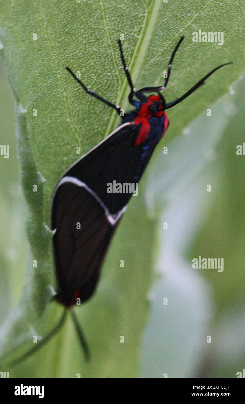 White-margined Ctenucha Moth (Ctenucha multifaria Stock Photo - Alamy