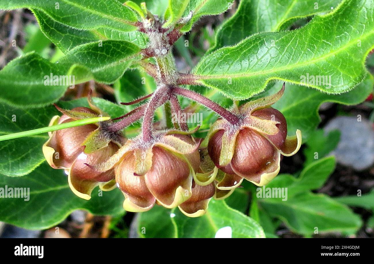 Dealbatus hi-res stock photography and images - Alamy
