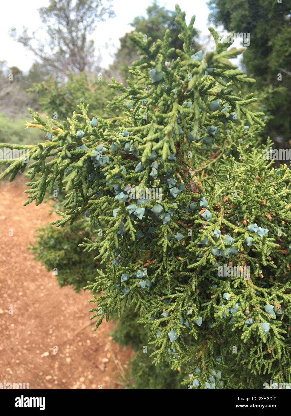 Utah Juniper (Juniperus osteosperma Stock Photo - Alamy