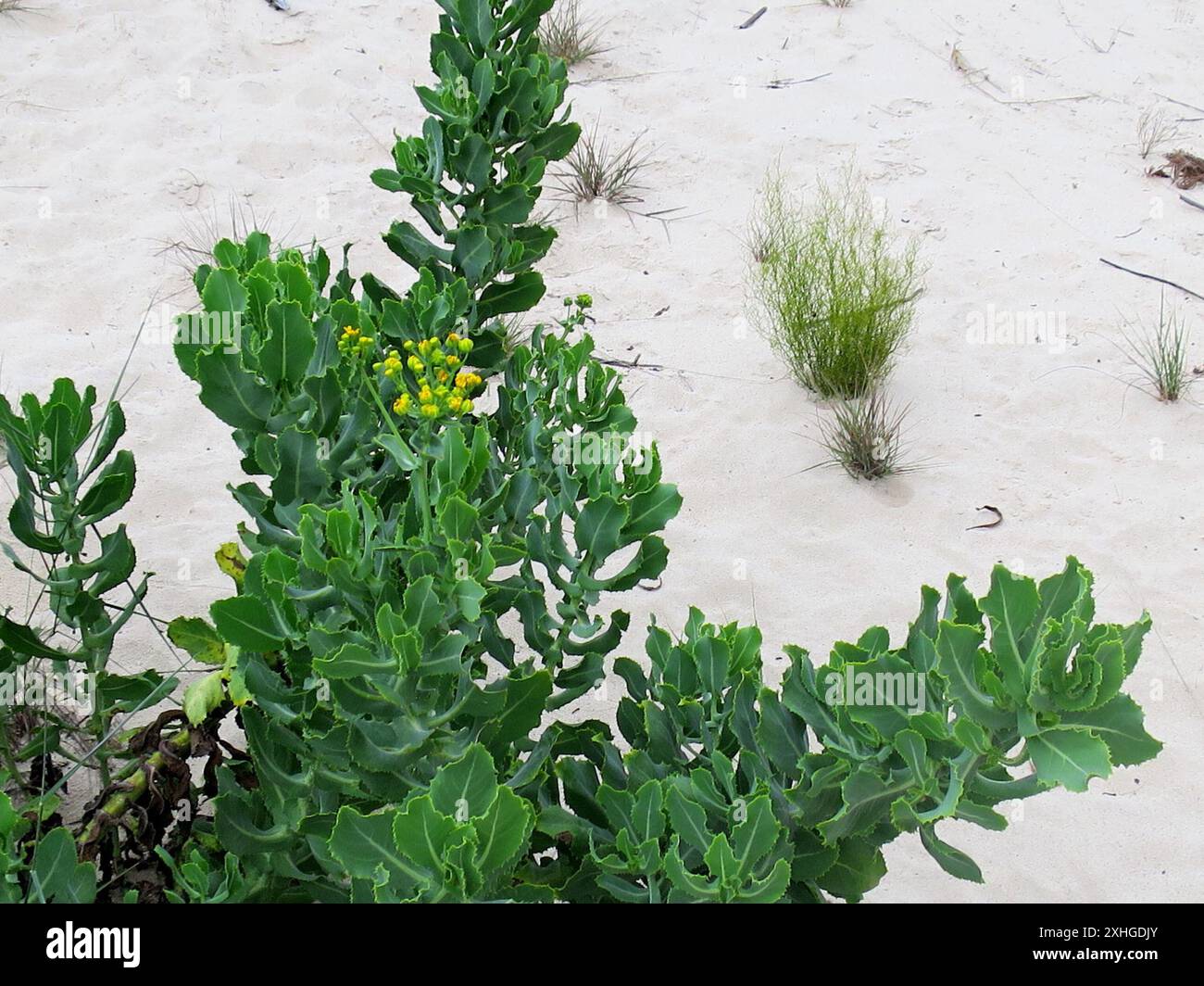 Poorflower Babooncabbage (Othonna parviflora Stock Photo - Alamy