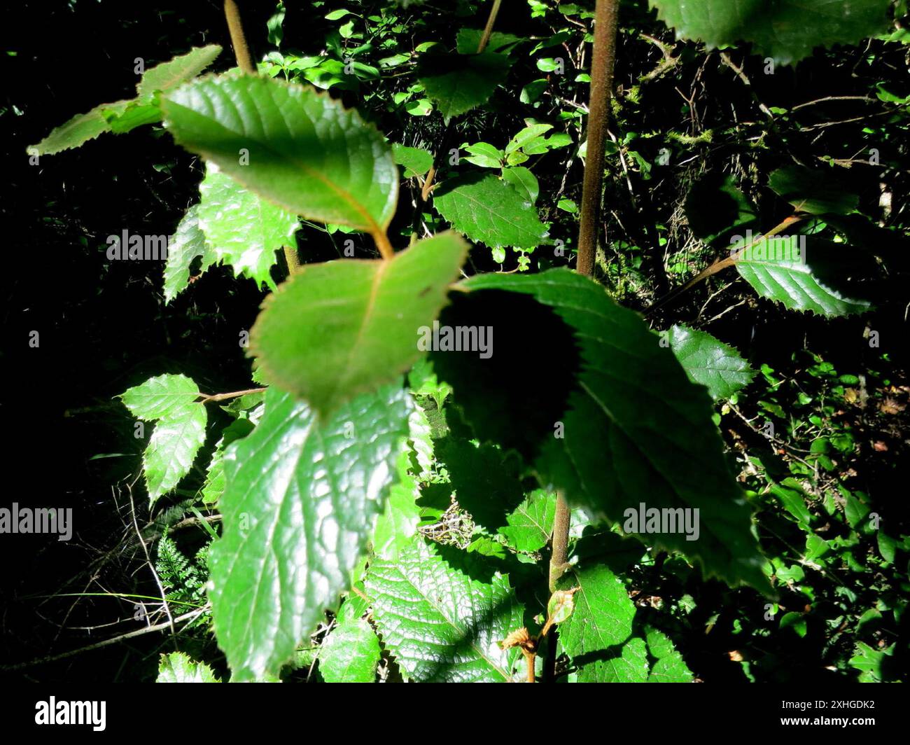 Assegai tree (Curtisia dentata Stock Photo - Alamy