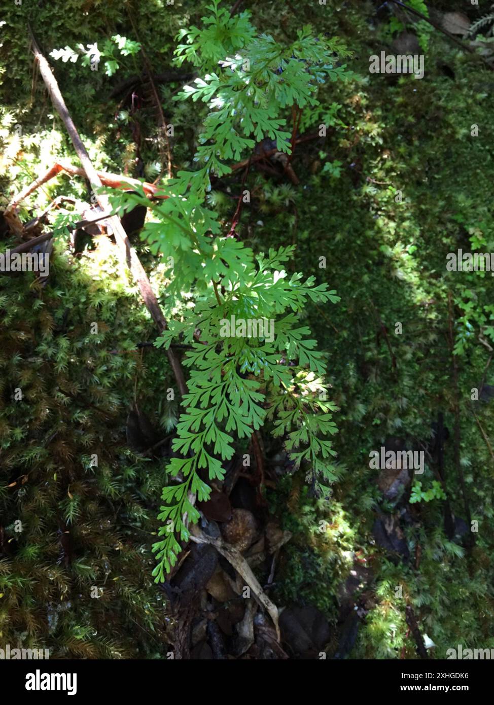 Fairy Fern (Odontosoria chinensis Stock Photo - Alamy