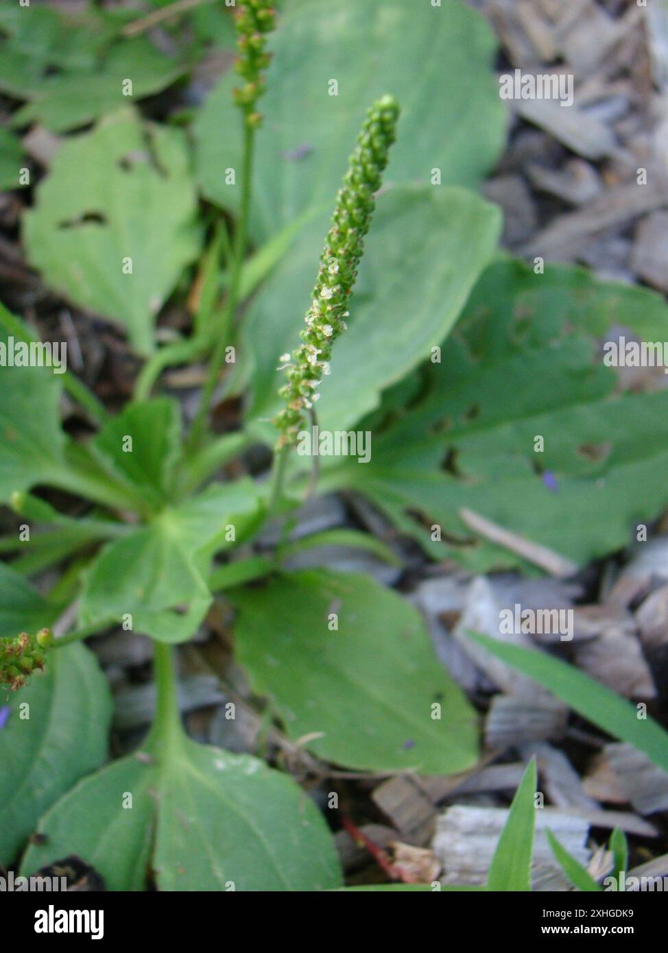 greater plantain (Plantago major Stock Photo - Alamy
