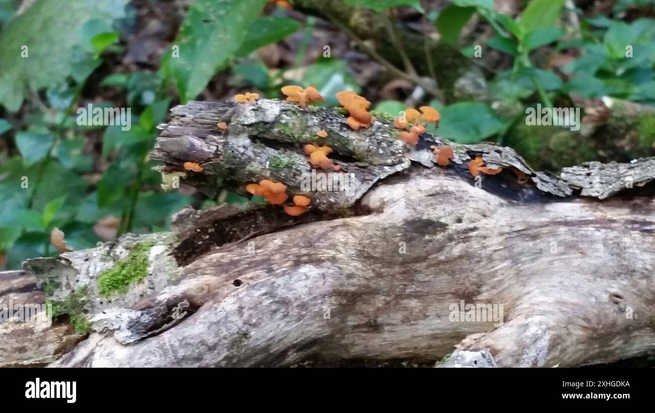 orange pore fungus (Favolaschia claudopus Stock Photo - Alamy