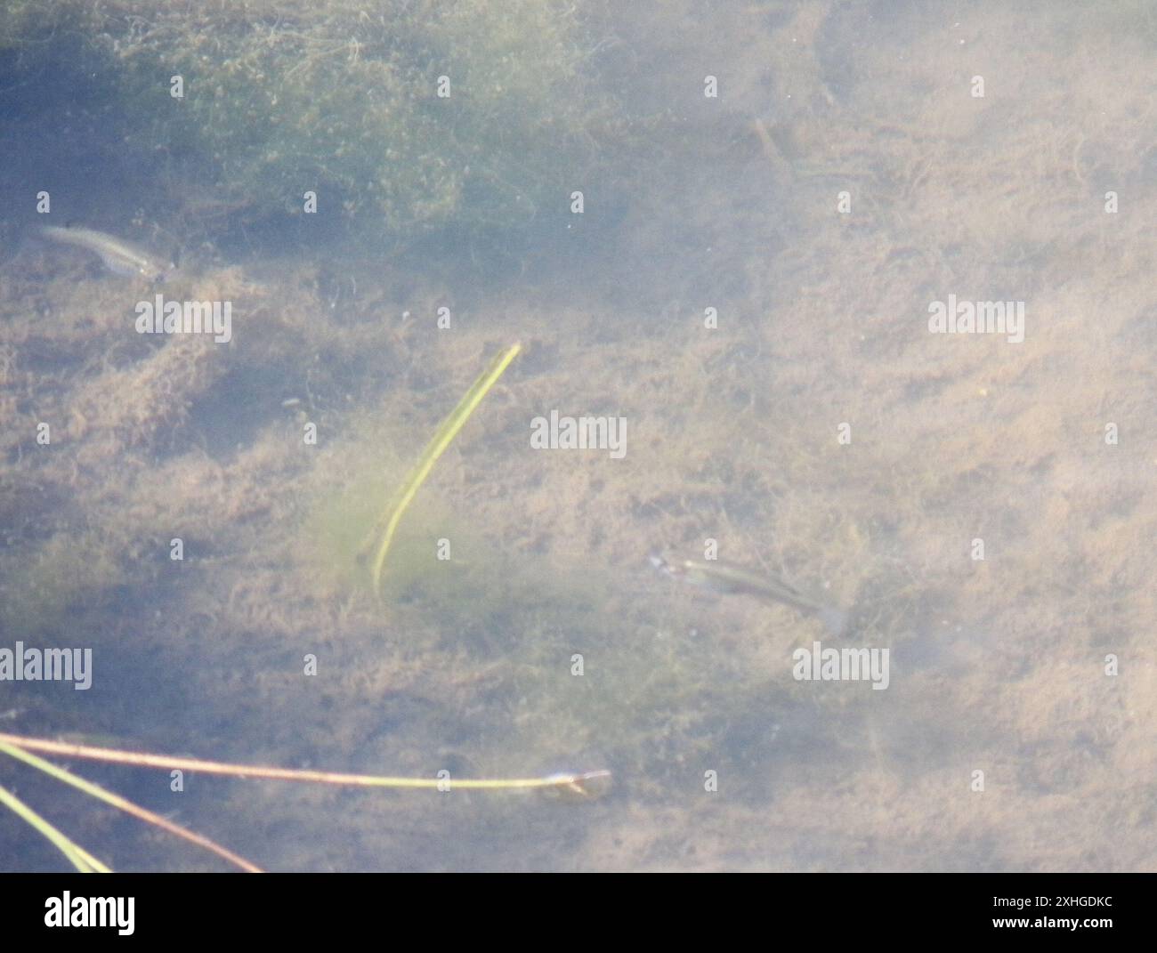 Western Mosquitofish (Gambusia affinis Stock Photo - Alamy
