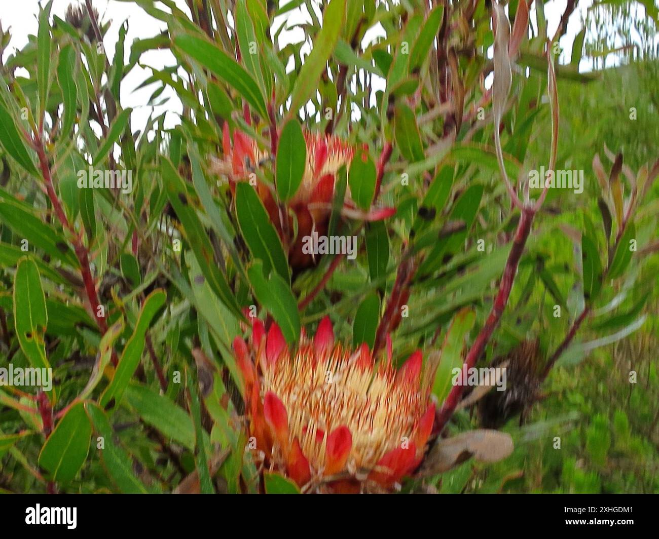 stink-leaf sugarbush (Protea susannae Stock Photo - Alamy