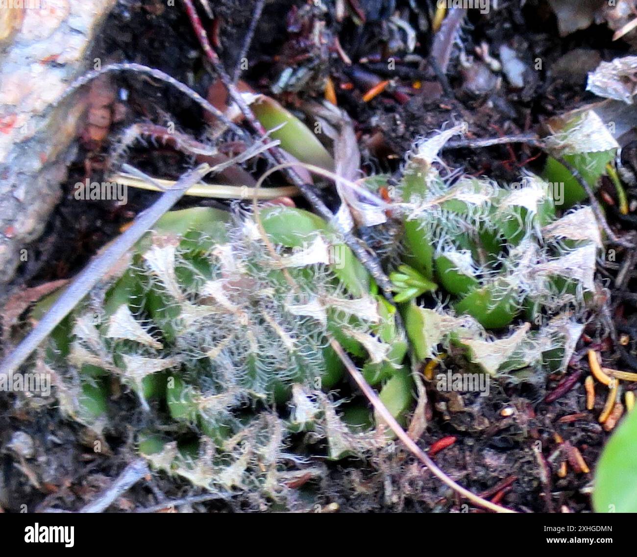 Spiderweb Haworthia (Haworthia arachnoidea Stock Photo - Alamy