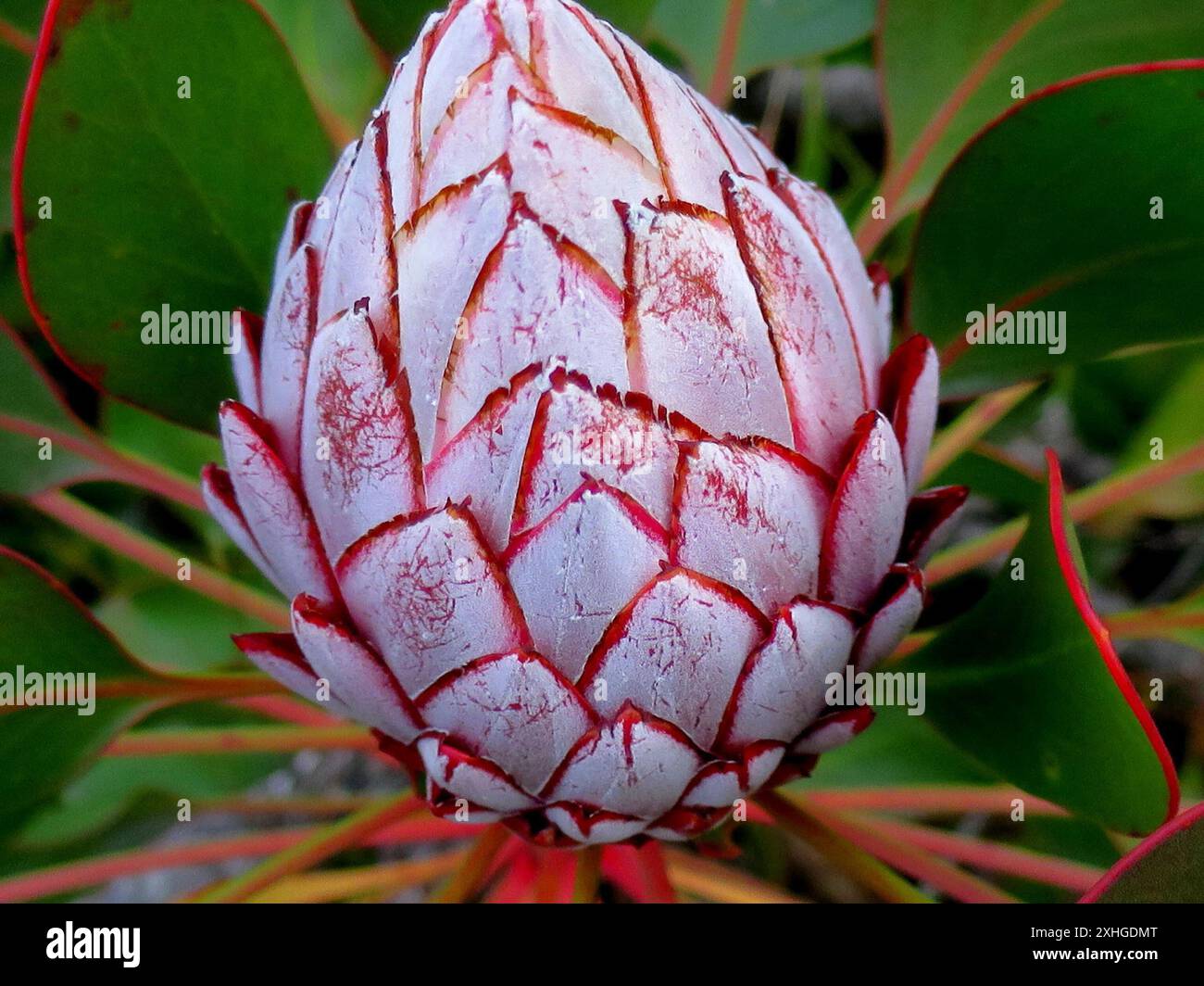 King Protea (Protea cynaroides Stock Photo - Alamy