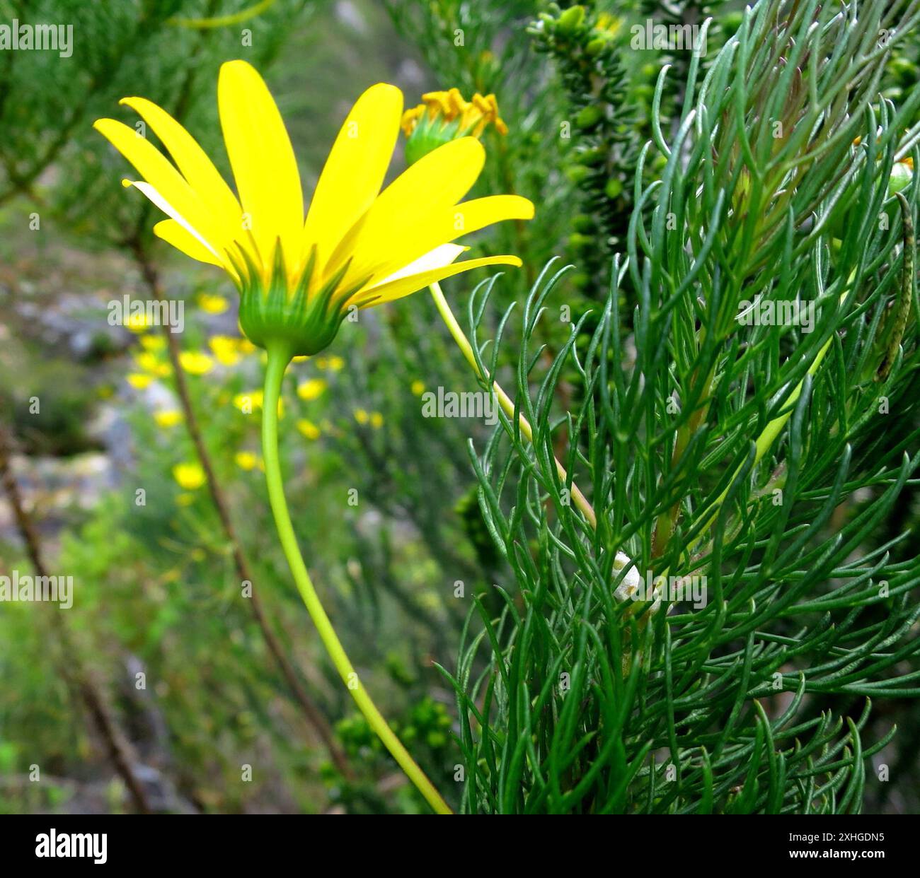 Mountain True-Eye (Euryops abrotanifolius Stock Photo - Alamy