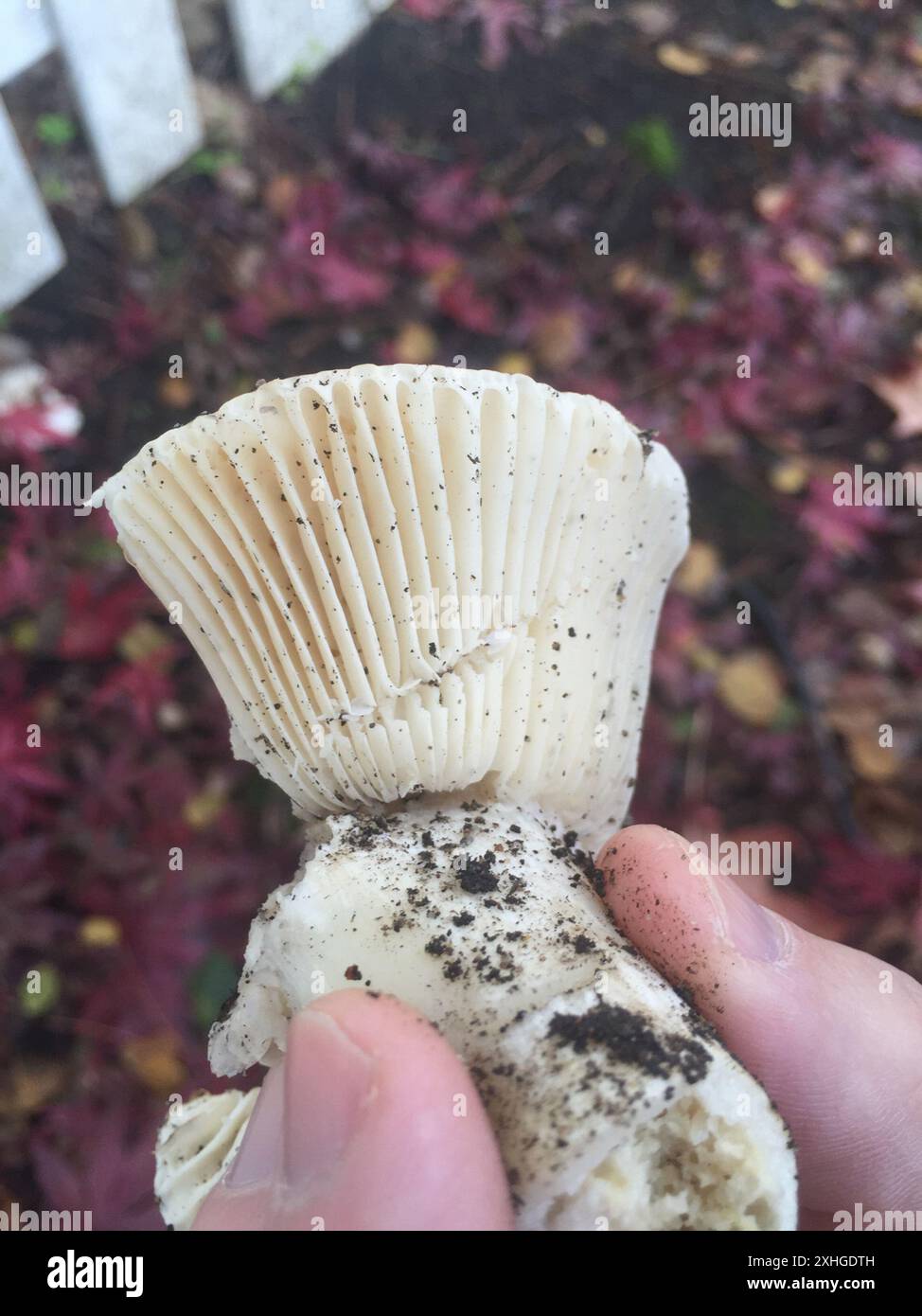 Short-stemmed Russula (Russula brevipes Stock Photo - Alamy