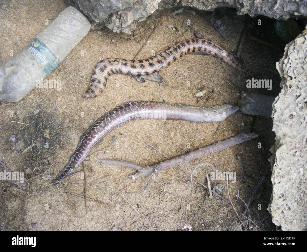Undulated Moray (Gymnothorax undulatus Stock Photo - Alamy