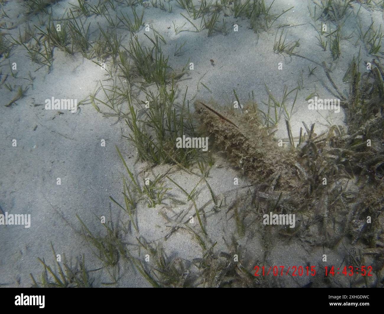 Noble Pen Shell (Pinna nobilis Stock Photo - Alamy