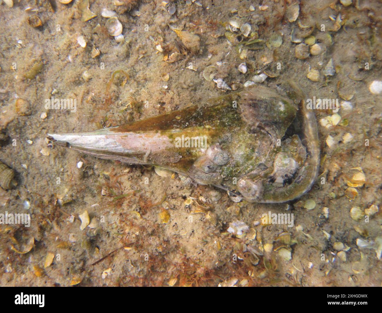 Pen Shells (Pinnidae Stock Photo - Alamy