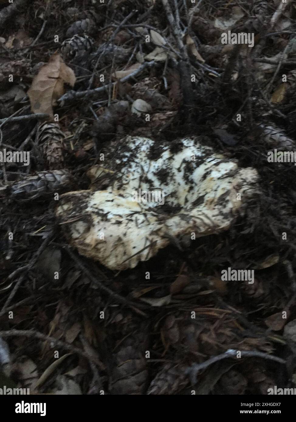 Short-stemmed Russula (Russula brevipes Stock Photo - Alamy