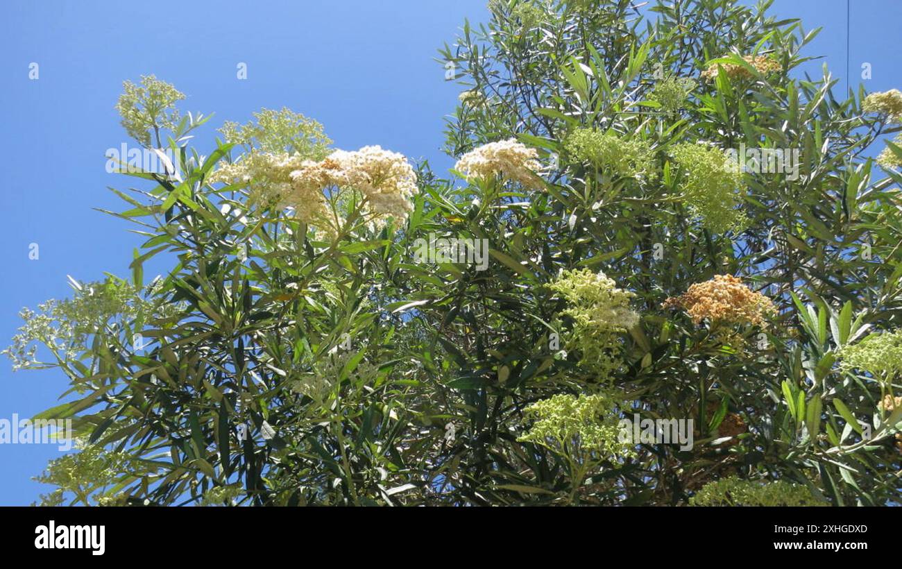 Buddleja saligna hi-res stock photography and images - Alamy