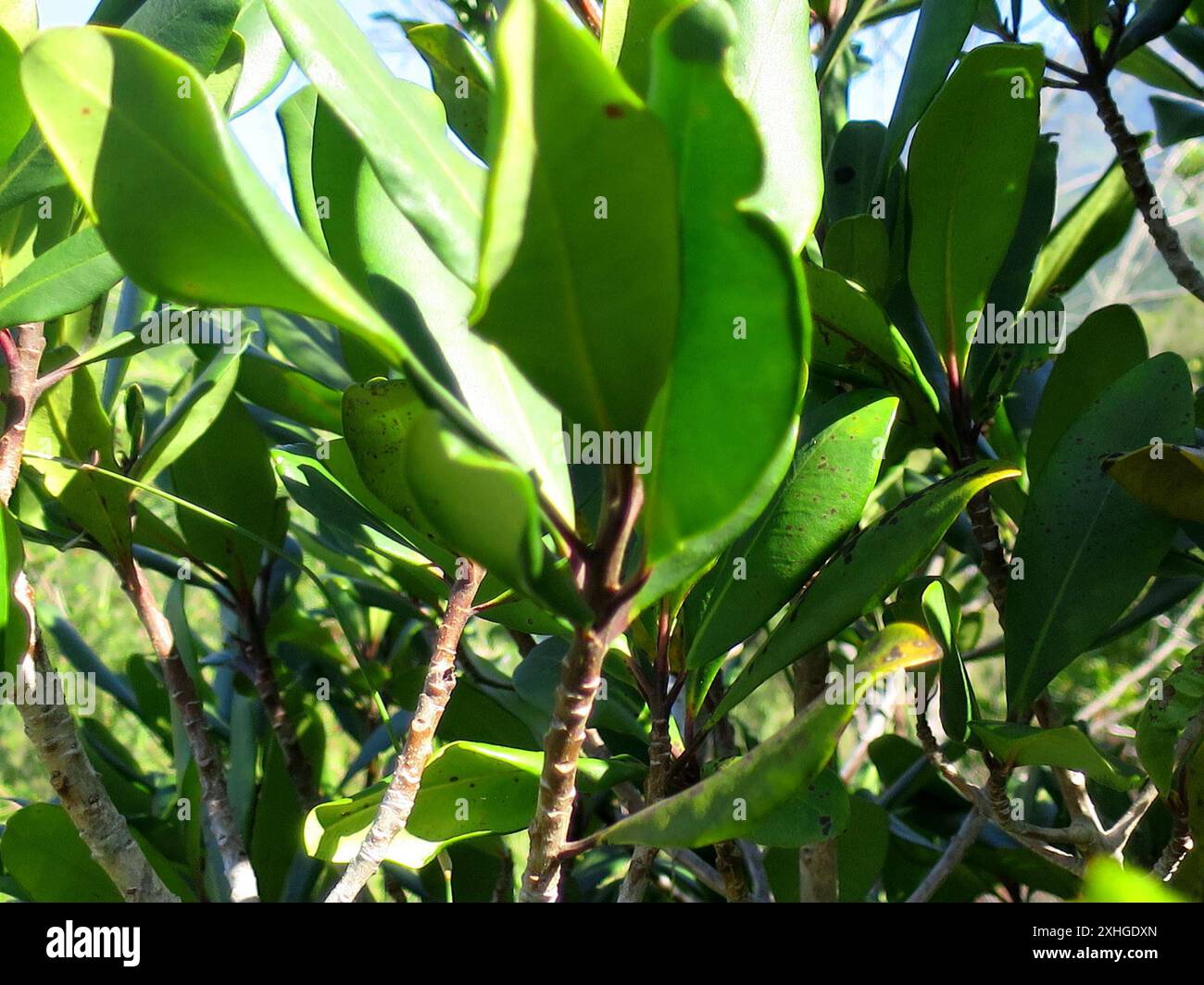 Rapanea melanophloeos hi-res stock photography and images - Alamy