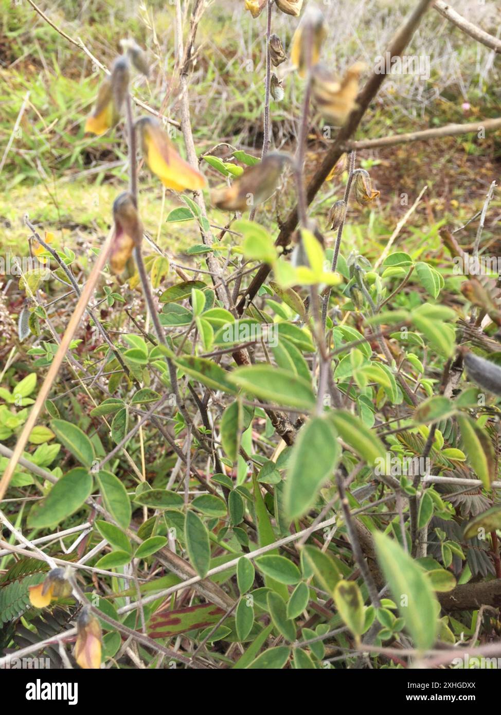 Showy Rattlebox (Crotalaria spectabilis Stock Photo - Alamy