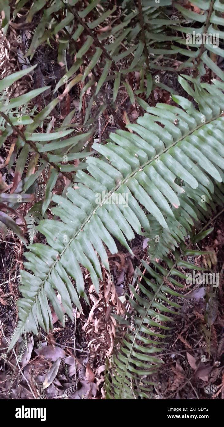 western sword fern (Polystichum munitum Stock Photo - Alamy