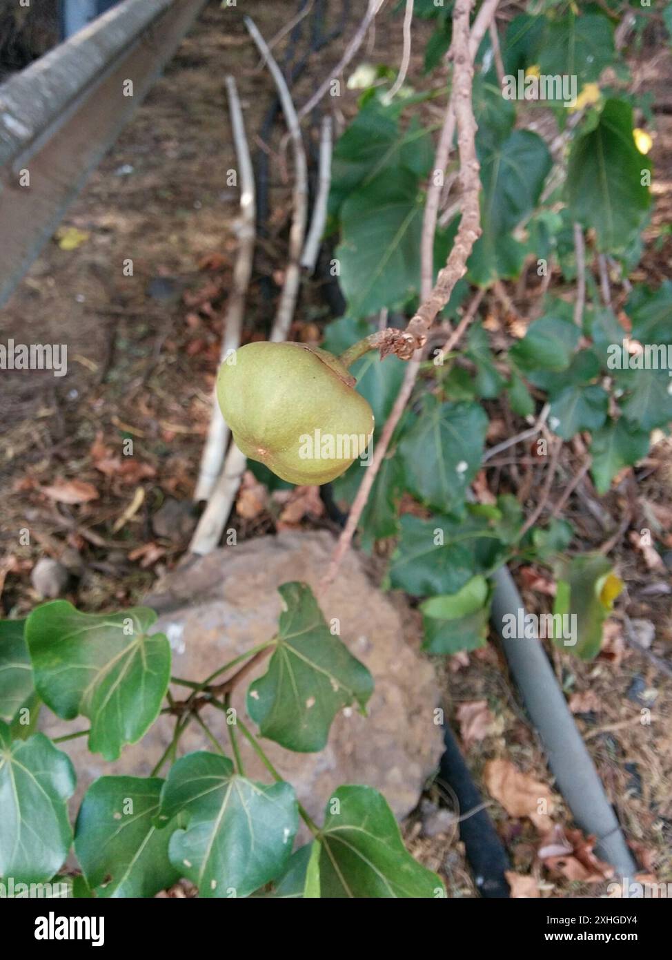 Portia tree (Thespesia populnea Stock Photo - Alamy