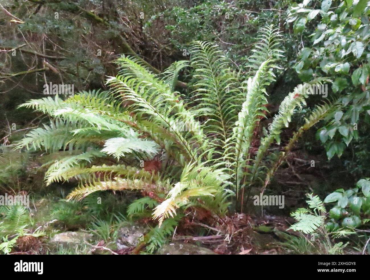 king fern (Todea barbara Stock Photo - Alamy
