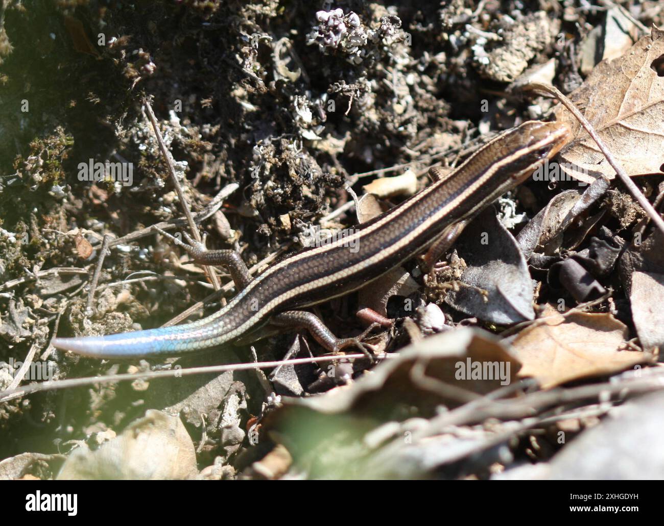 Western Skink (Plestiodon skiltonianus Stock Photo - Alamy