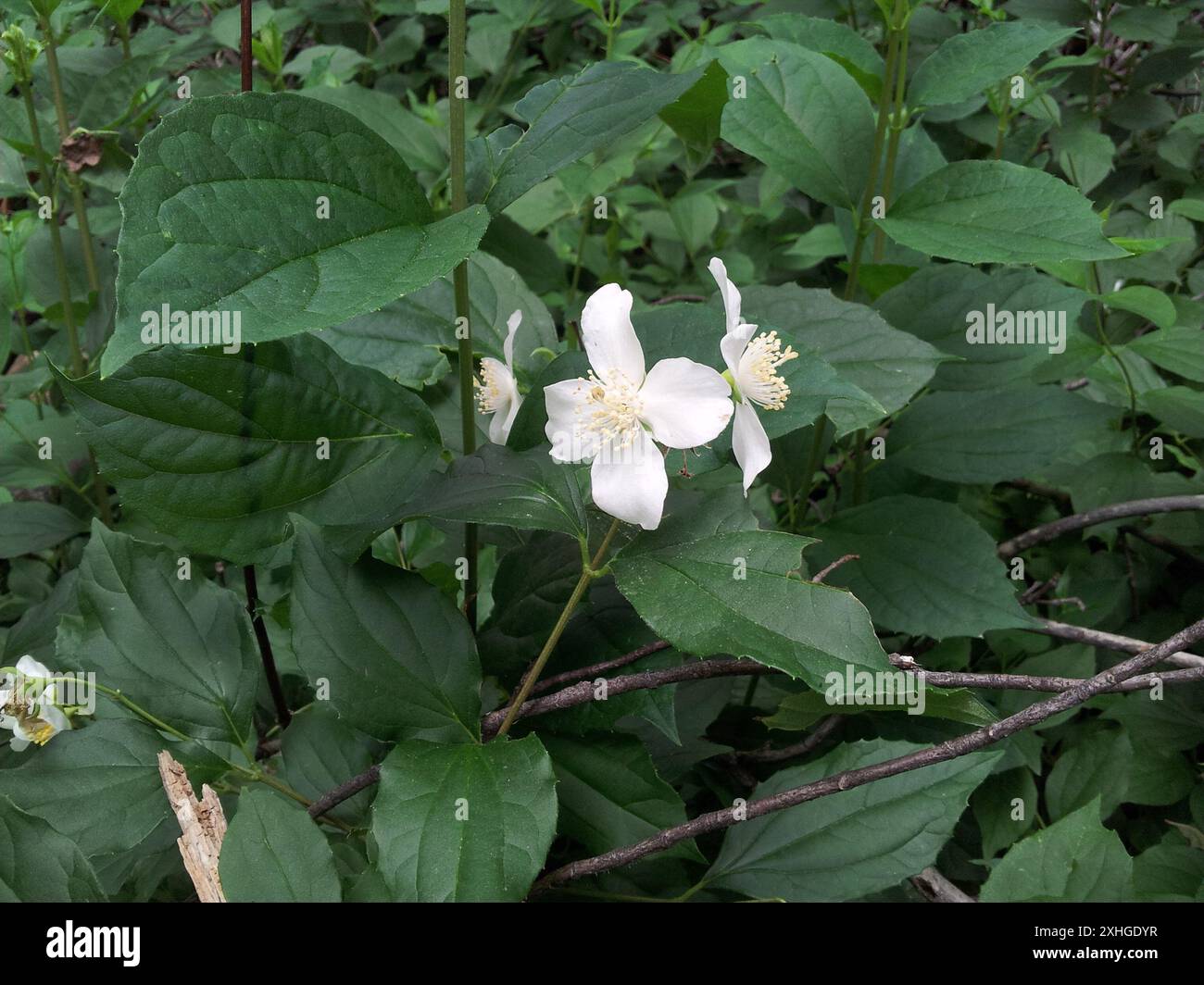 Scentless Mock Orange (Philadelphus inodorus Stock Photo - Alamy
