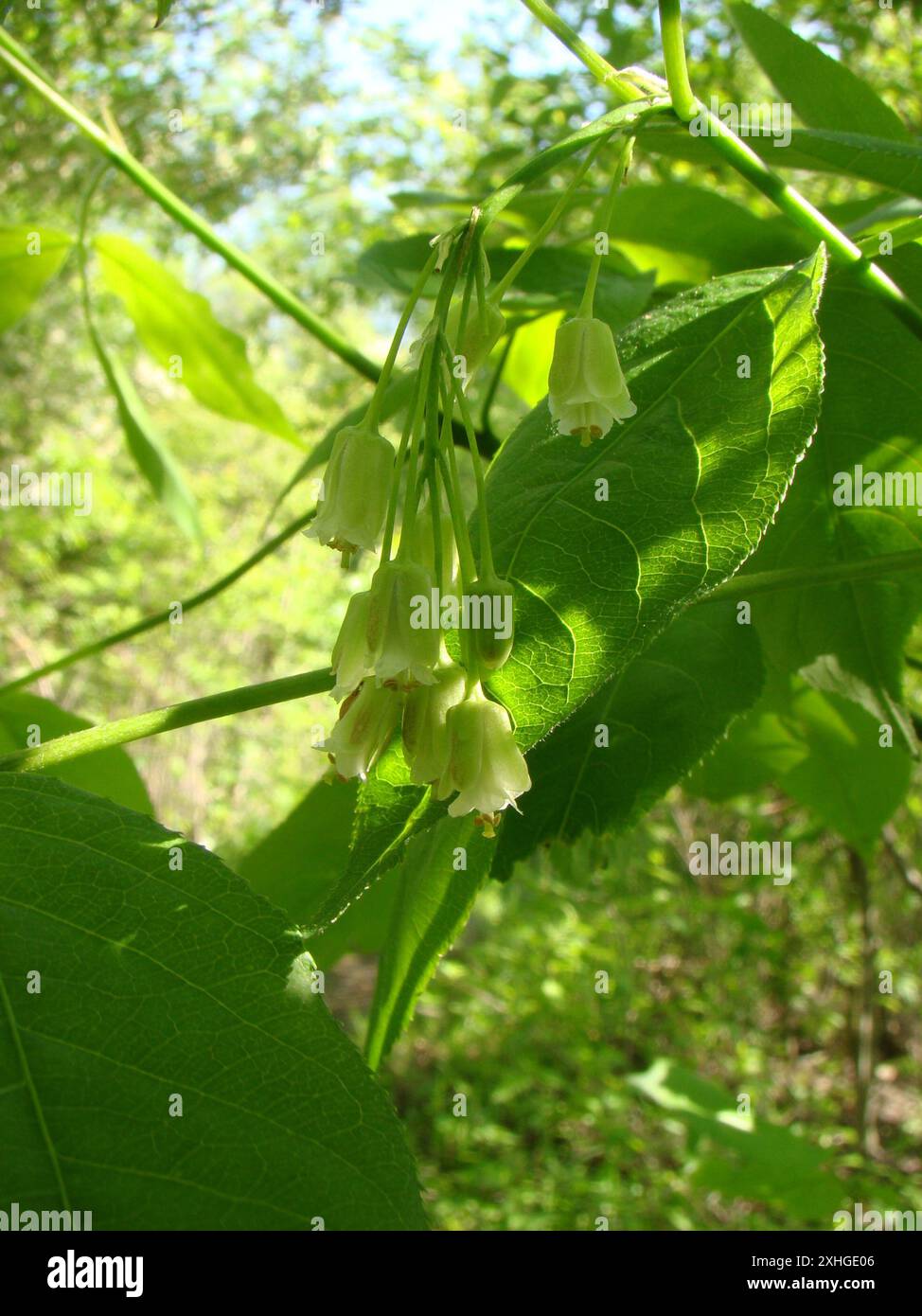 American bladdernut (Staphylea trifolia Stock Photo - Alamy