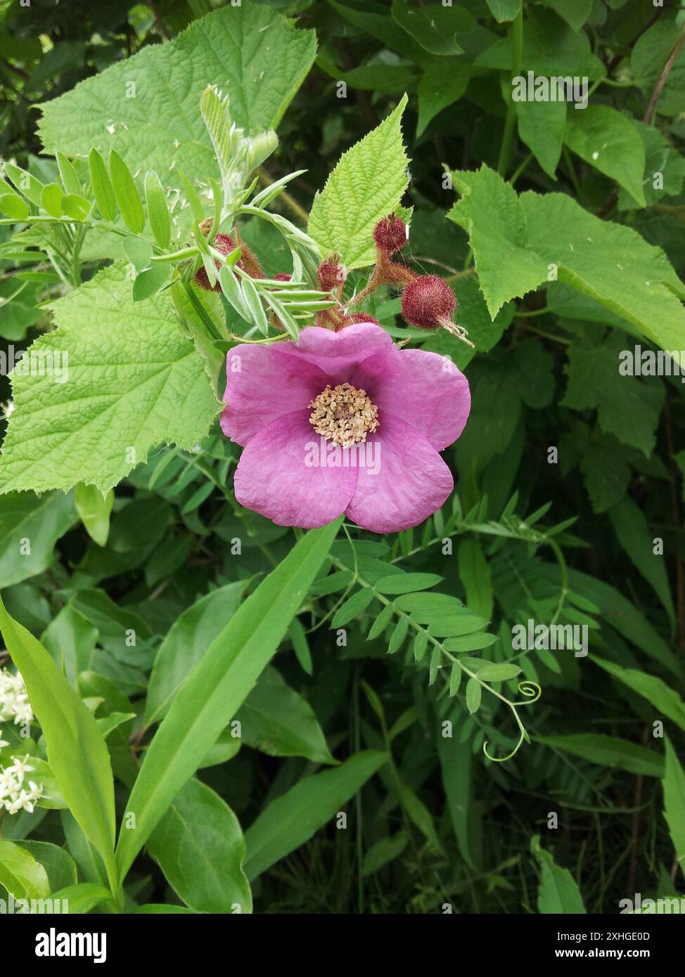 Rubus odoratus hi-res stock photography and images - Alamy