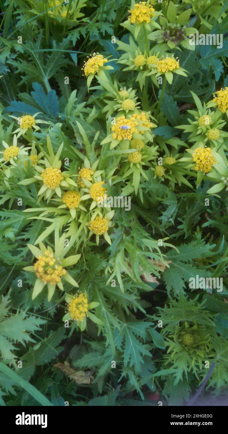 Sanicula arctopoides hi-res stock photography and images - Alamy