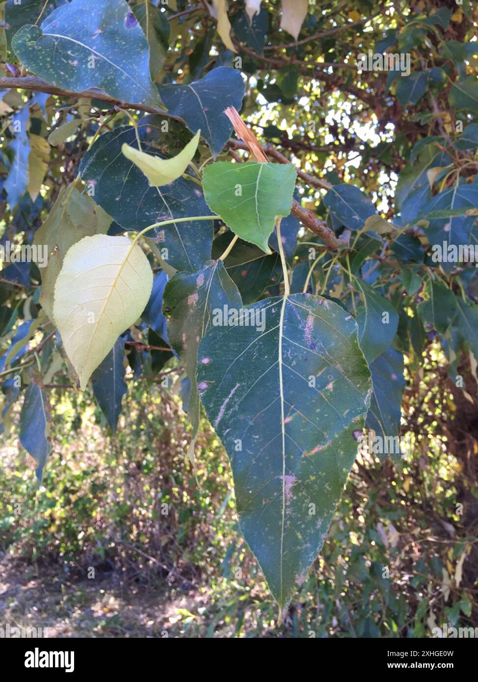 black cottonwood (Populus trichocarpa Stock Photo - Alamy