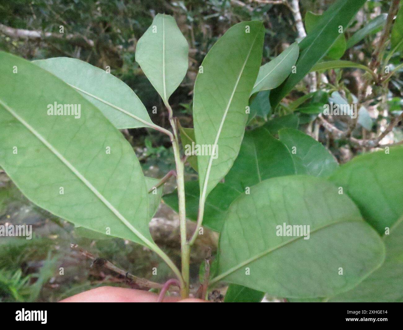 Common Cape Holly (Ilex mitis mitis Stock Photo - Alamy