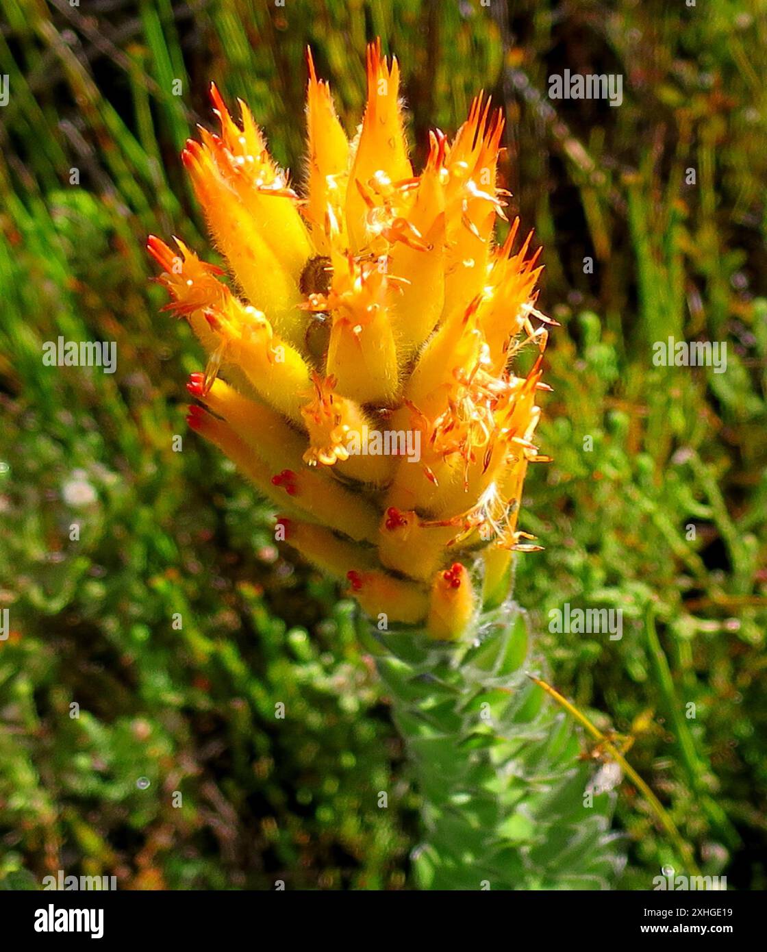 Threeflower Pagoda (Mimetes pauciflorus Stock Photo - Alamy