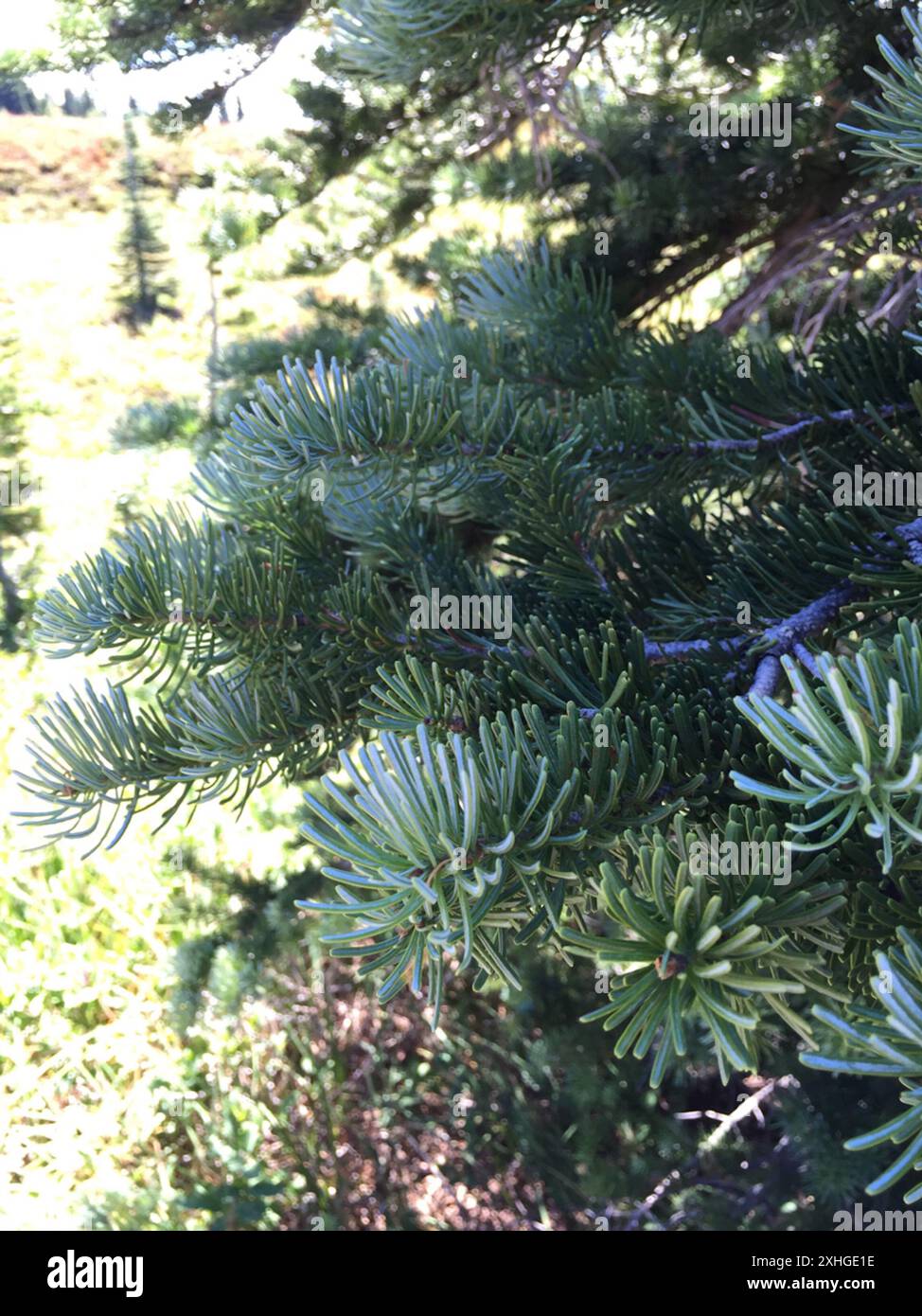 subalpine fir (Abies lasiocarpa Stock Photo - Alamy