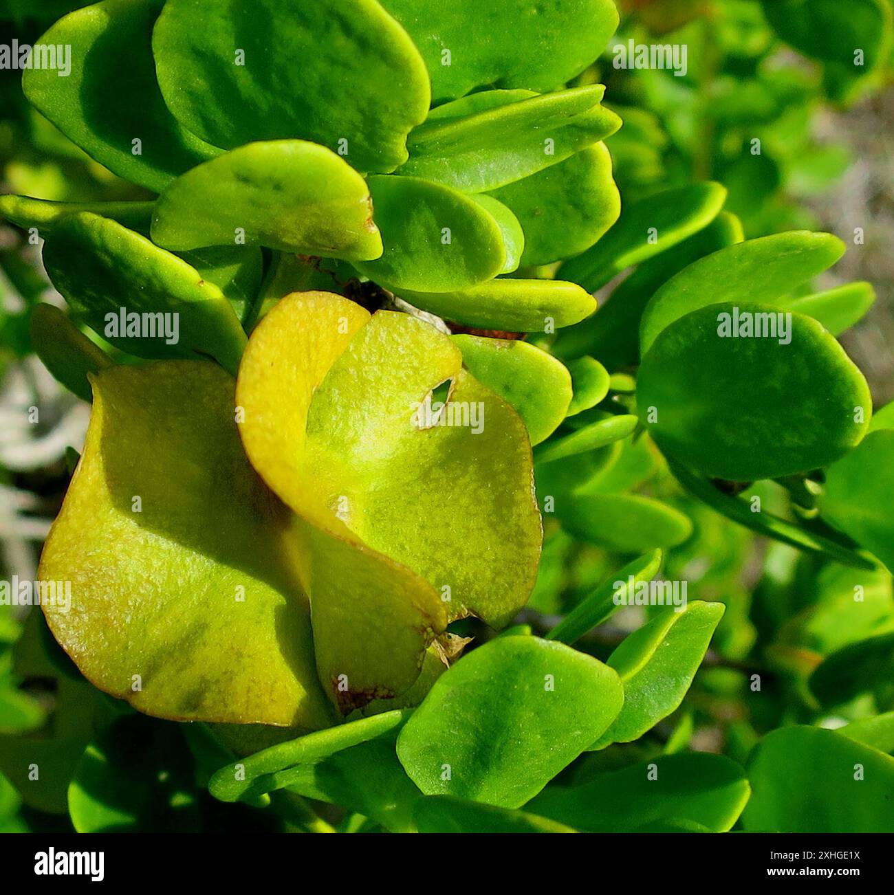 Roepera hi-res stock photography and images - Alamy