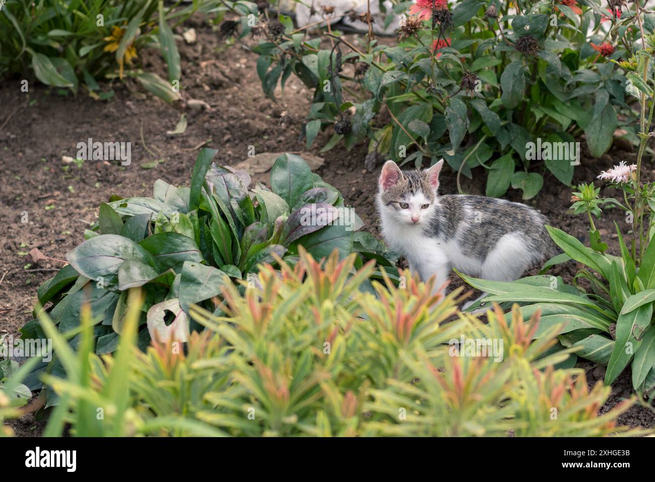adorable baby kitten playing outdoors Stock Photo - Alamy