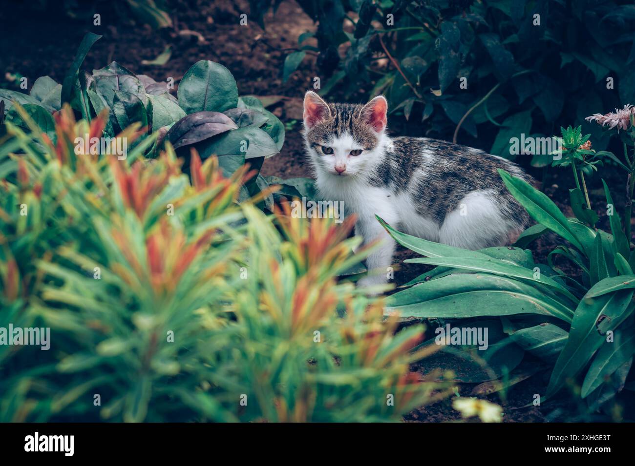 adorable baby kitten playing outdoors Stock Photo - Alamy