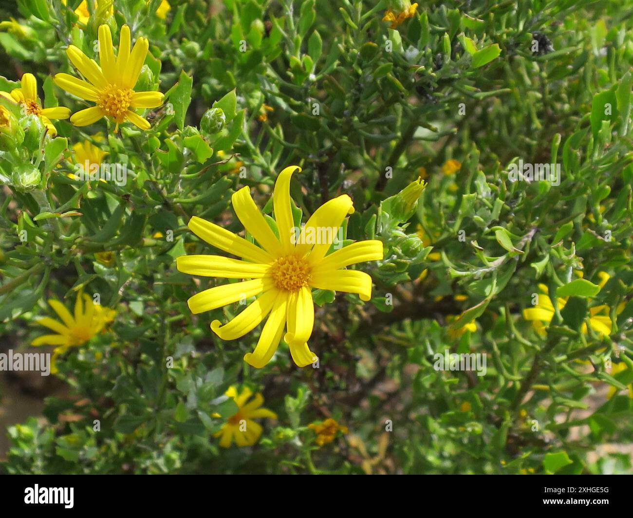Southern Bietou (Osteospermum moniliferum pisiferum Stock Photo - Alamy