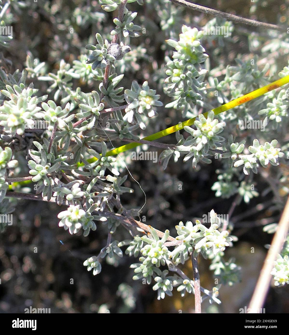 Fingerleaf hi-res stock photography and images - Alamy