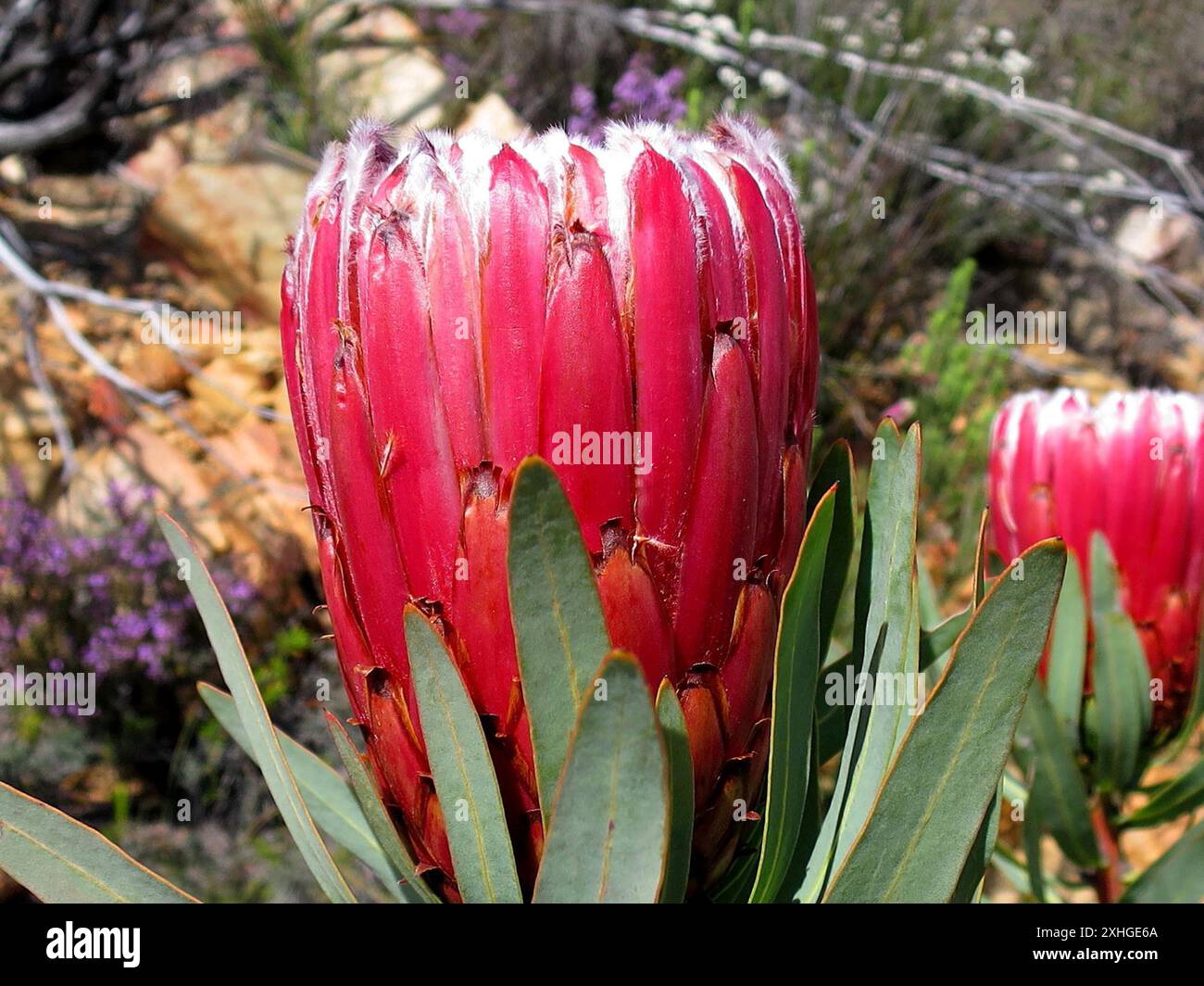 Oleander-leaf Protea (Protea neriifolia Stock Photo - Alamy