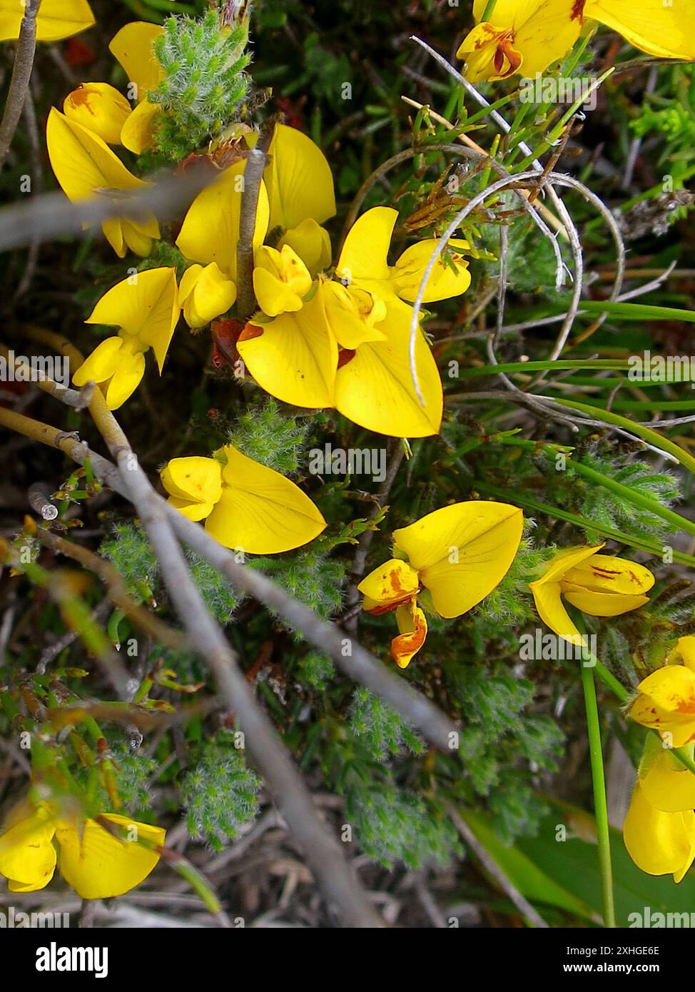 Cyclopia hi-res stock photography and images - Alamy