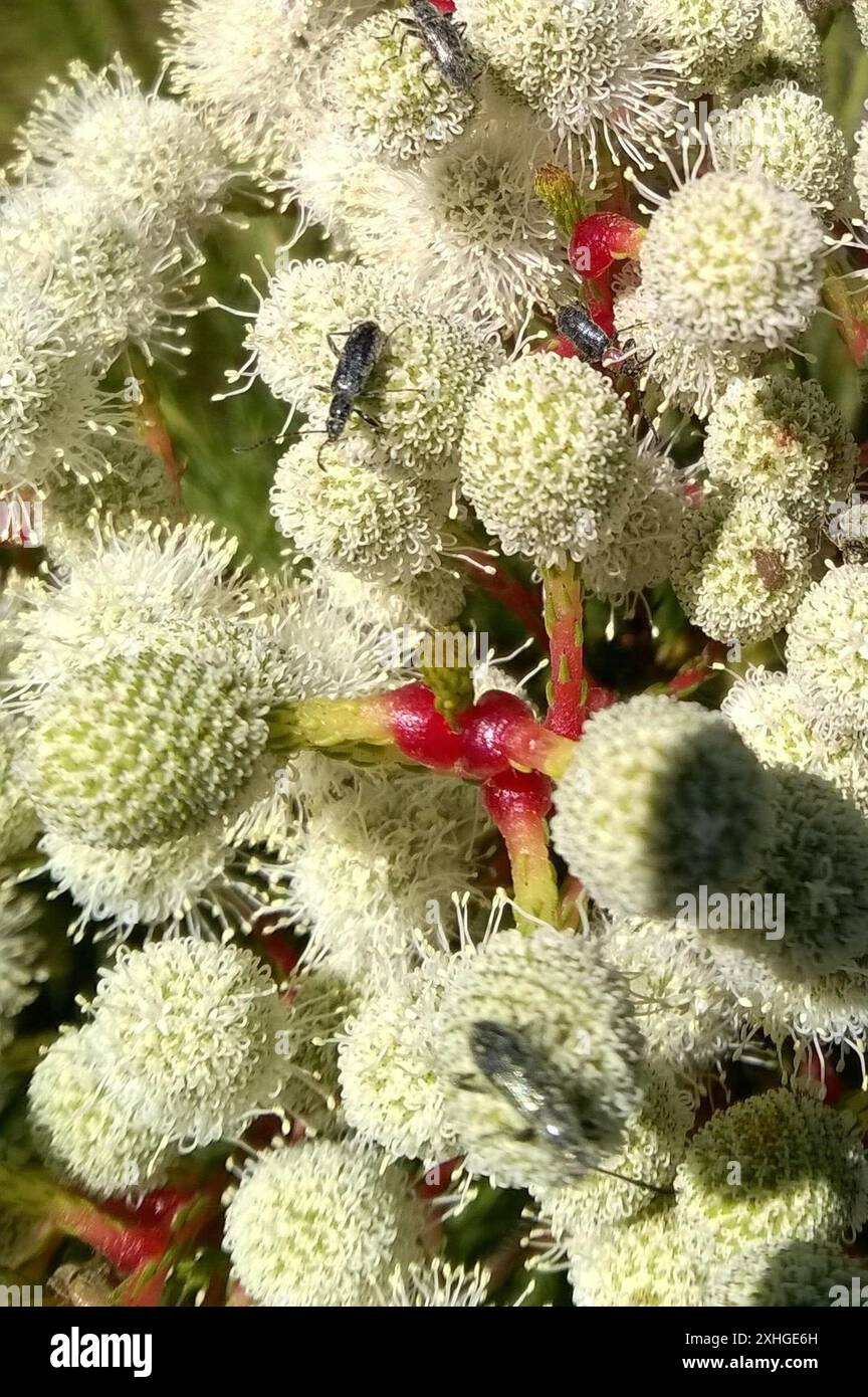 Cone Stompie (Brunia noduliflora Stock Photo - Alamy