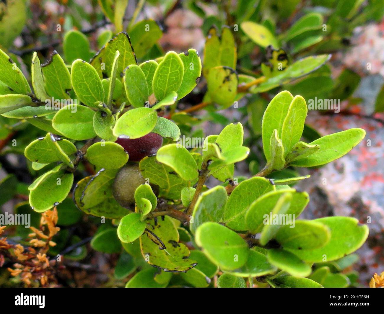 Baboon Guarri (Euclea polyandra Stock Photo - Alamy