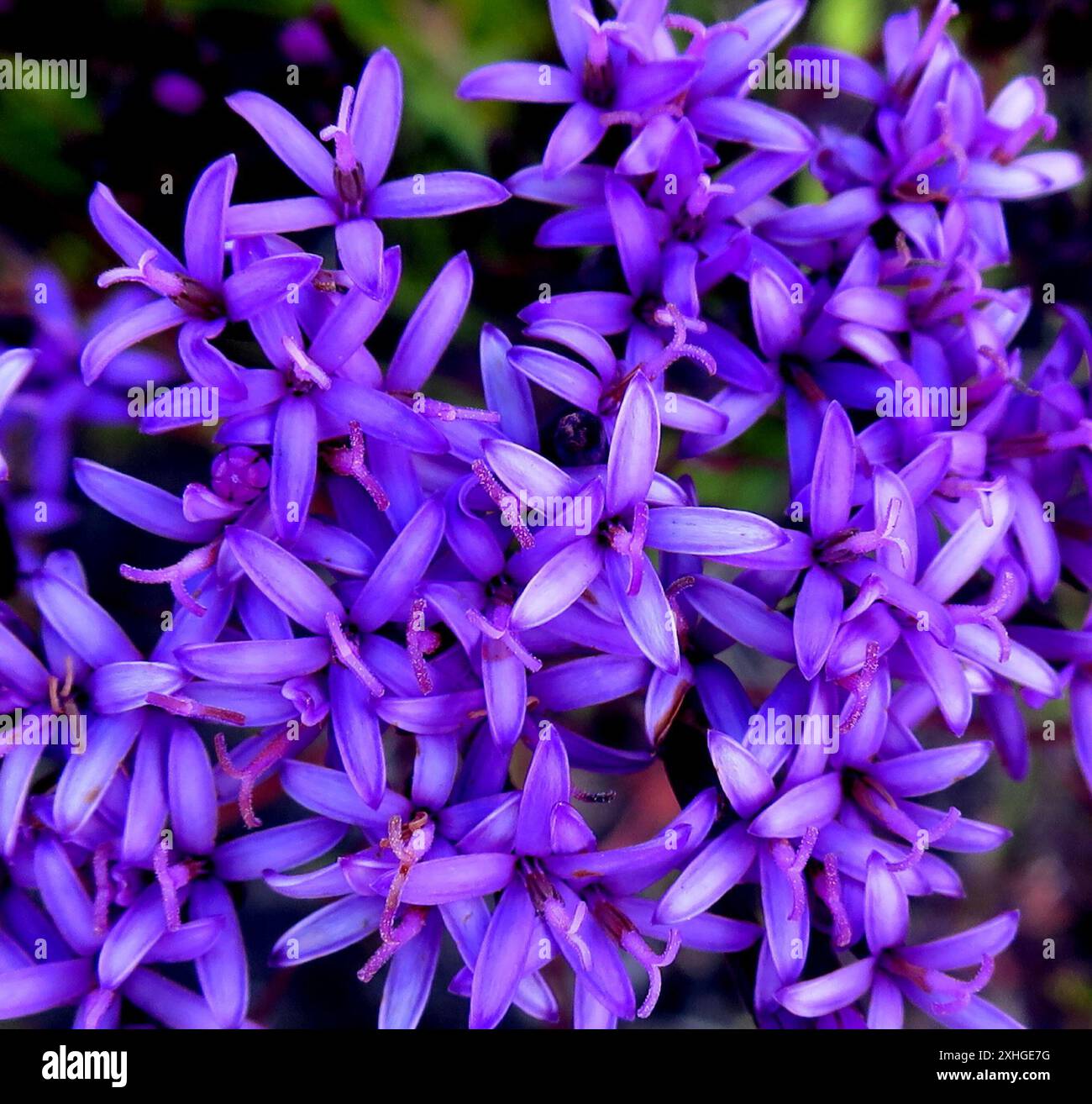 Corymbium hi-res stock photography and images - Alamy