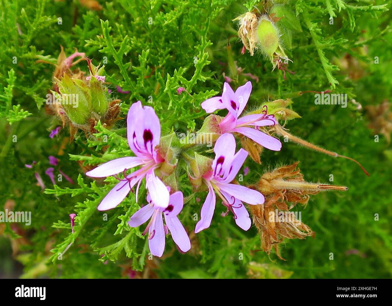 Toothy Storksbill (Pelargonium denticulatum Stock Photo - Alamy
