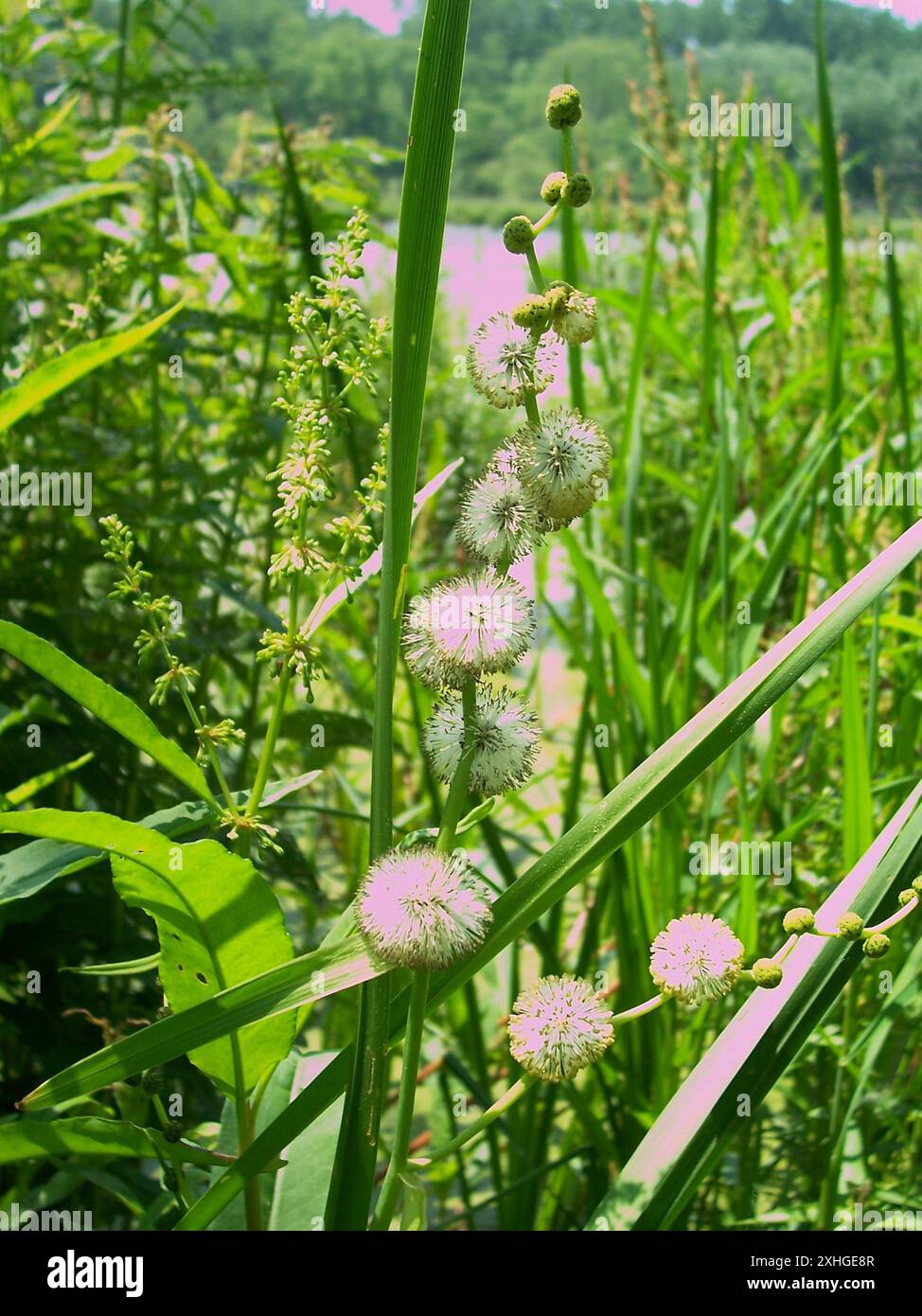Branching Bur-reed (Sparganium androcladum Stock Photo - Alamy