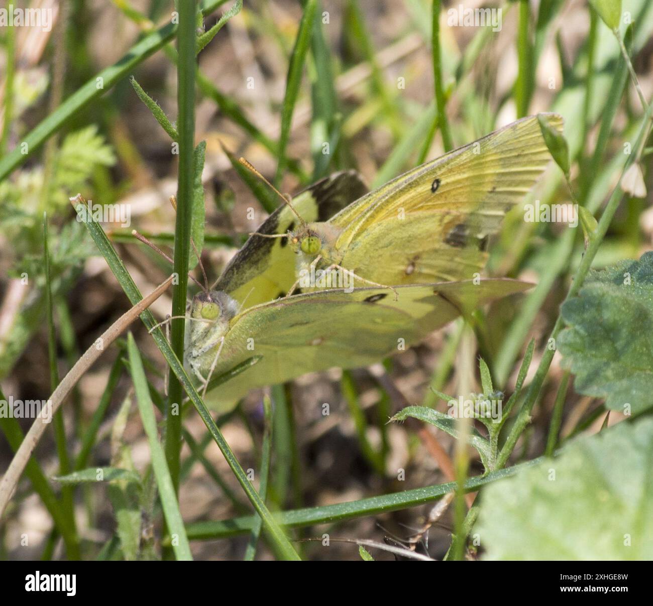 Southern Dogface (Zerene cesonia Stock Photo - Alamy